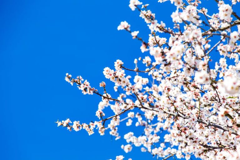 El Almendro en Flor: datos, floración y más | Balam