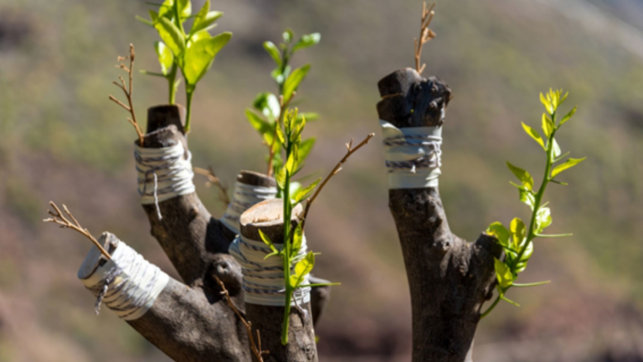 ¿Qué es un injerto de cultivo y cuáles son sus beneficios? | Balam
