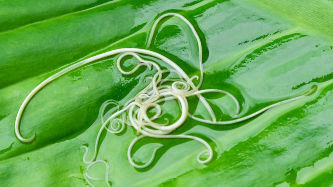 ¿Qué son los Nematodos y cómo podemos evitarlos en nuestros cultivos ...