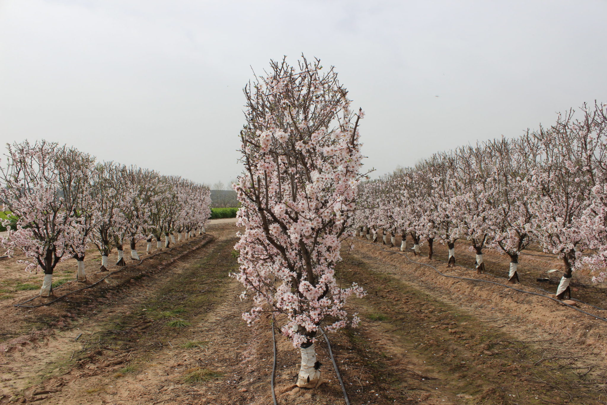 Cultivo del Almendro en Superintensivo o en Seto