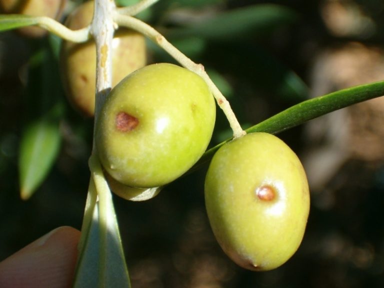 Acariosis del Olivo(Aceria Oleae) | Balam