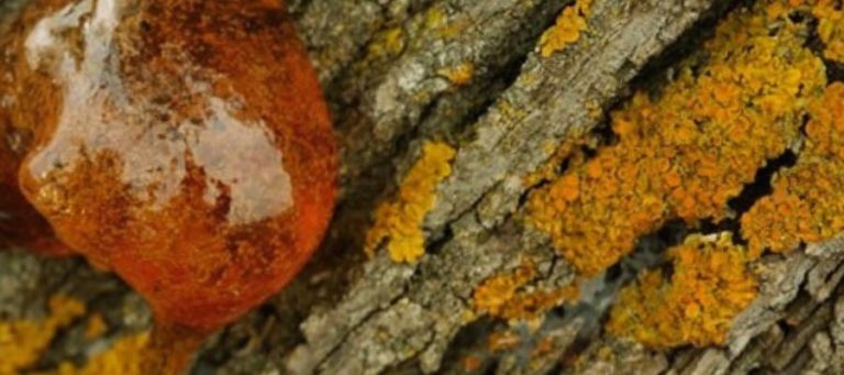 GOMOSIS: Causas, Sintomas y Tratamientos | Balam